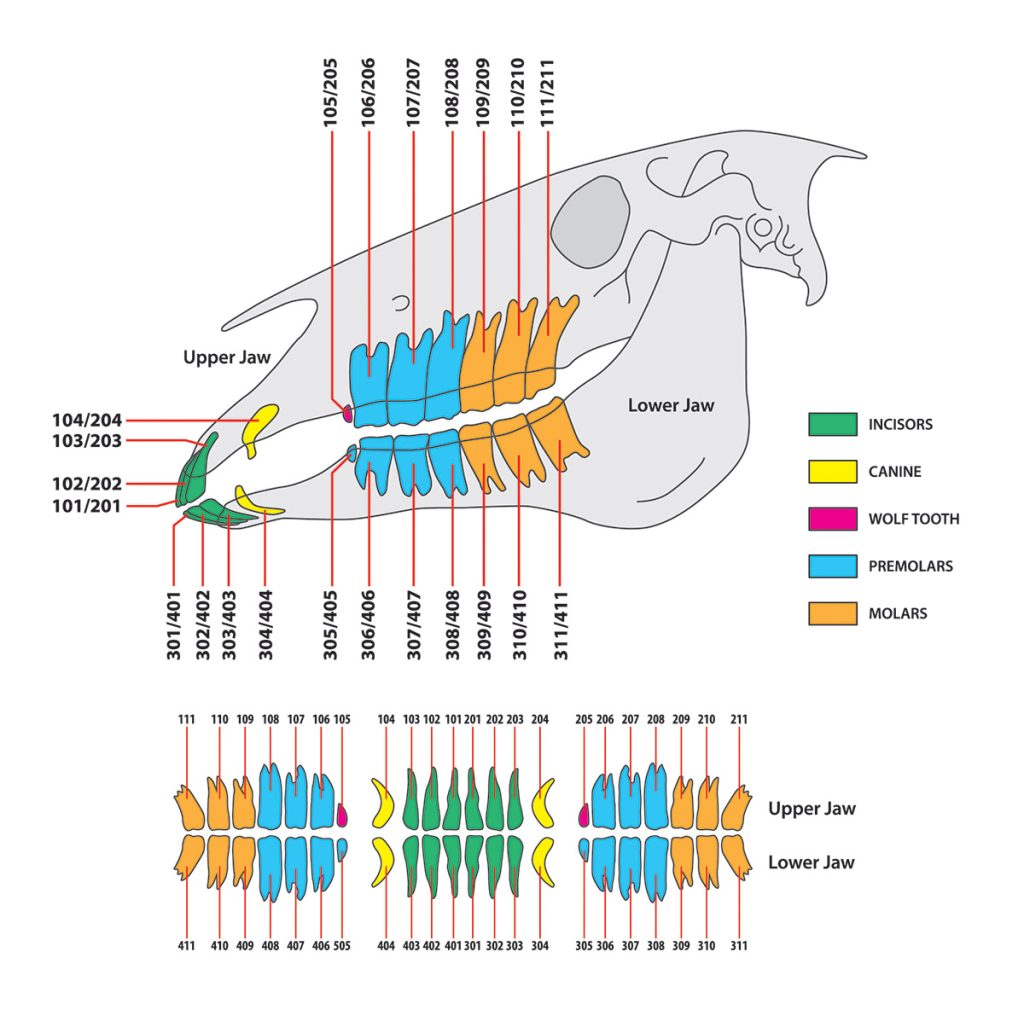 Horse Mouth Anatomy – Equine Dental Association Australia – Oldest ...